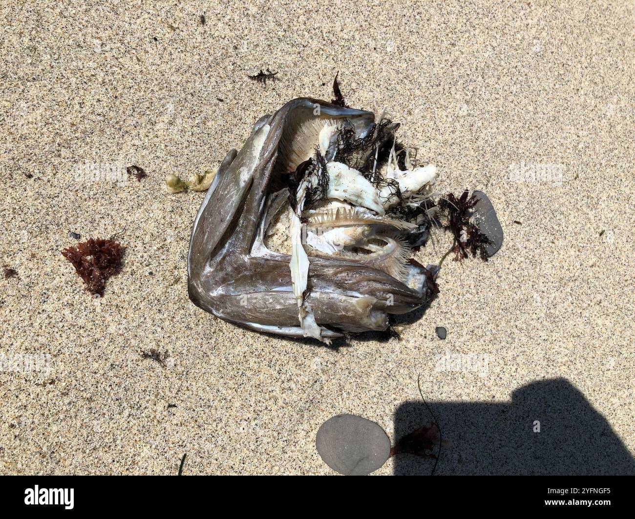 Lingcod (Ophiodon elongatus Stock Photo - Alamy