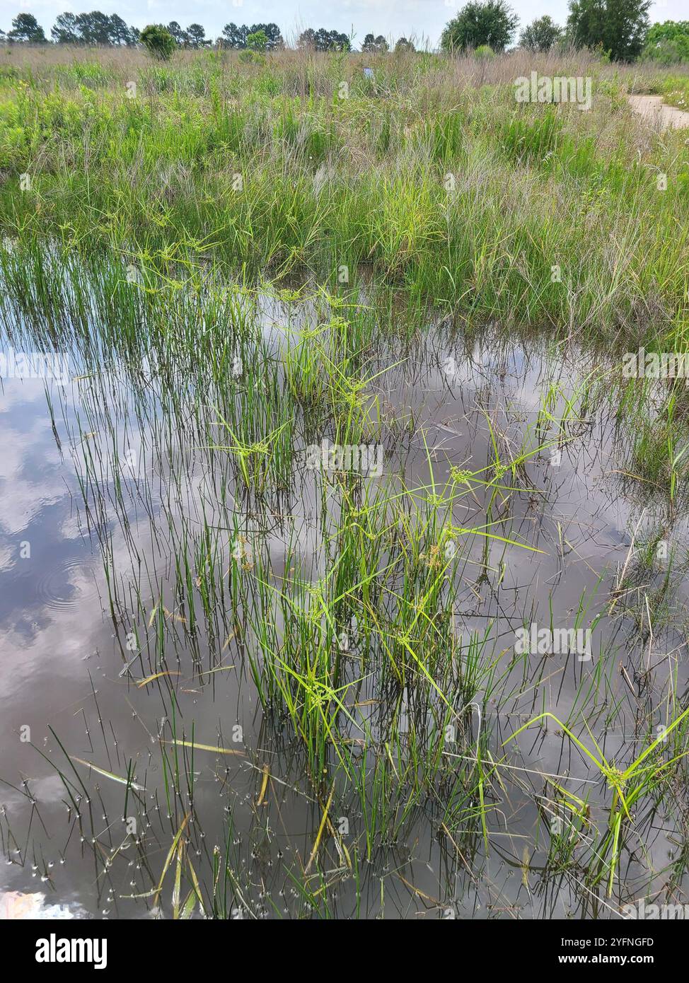 Green Flatsedge (Cyperus virens Stock Photo - Alamy