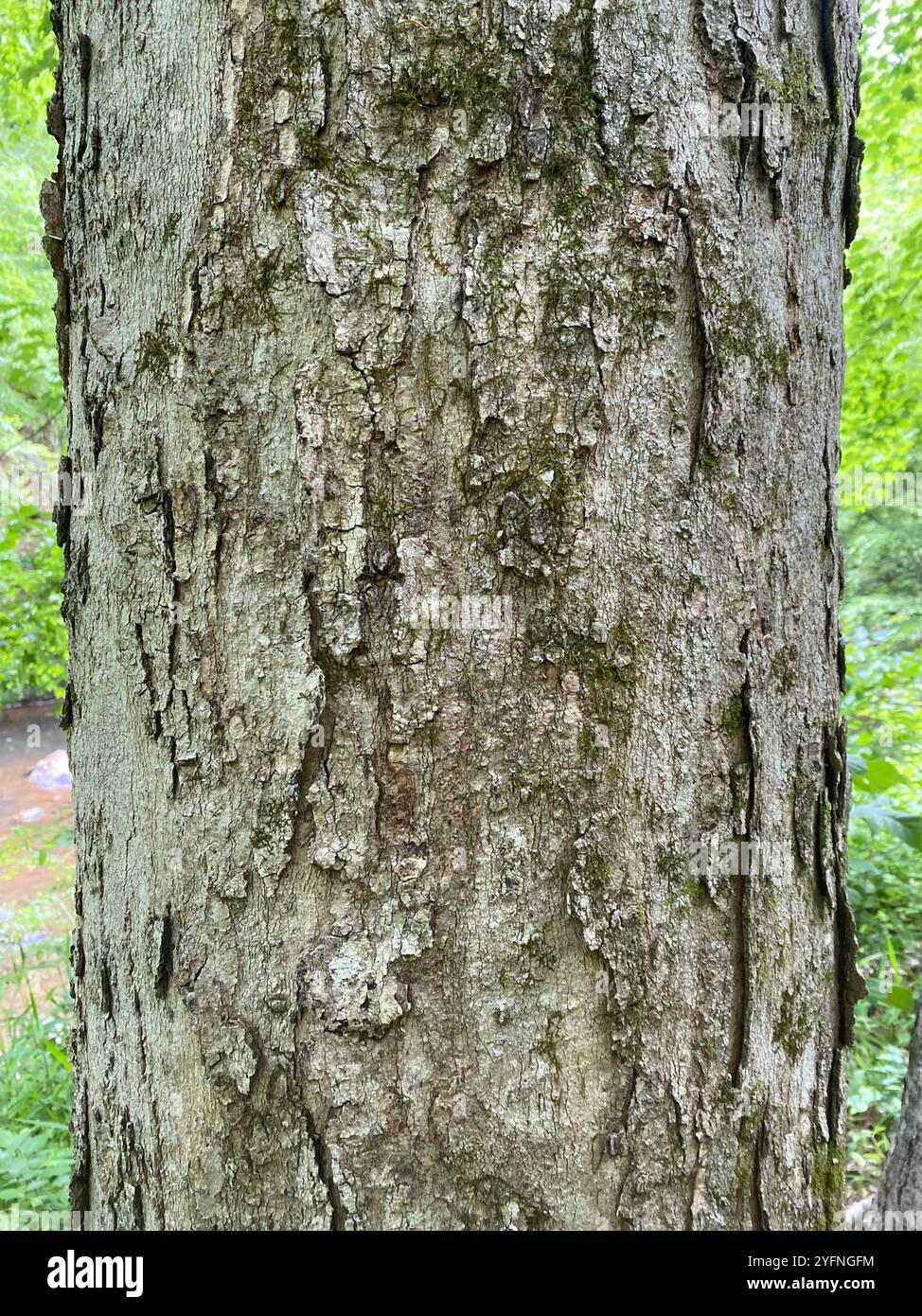 southern sugar maple (Acer floridanum Stock Photo - Alamy