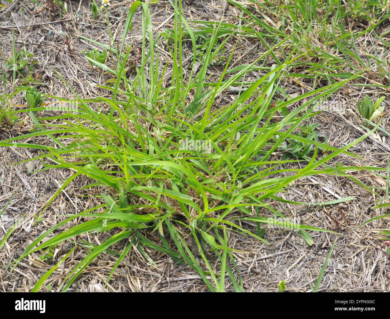 guinea grass (Megathyrsus maximus Stock Photo - Alamy