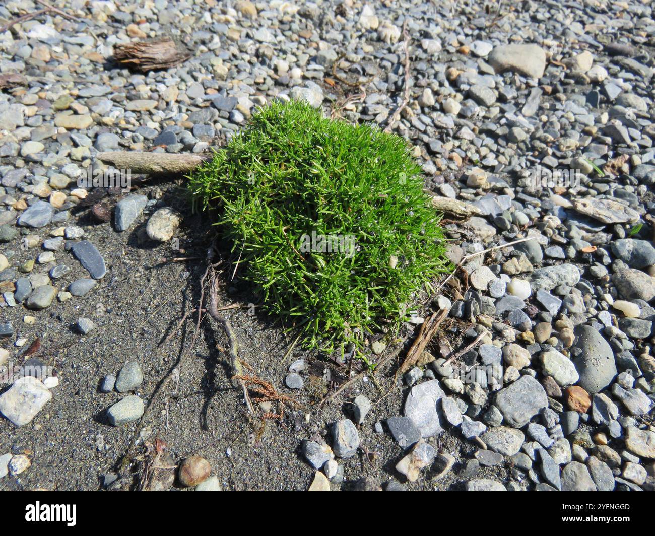 Procumbent Pearlwort (Sagina procumbens Stock Photo - Alamy