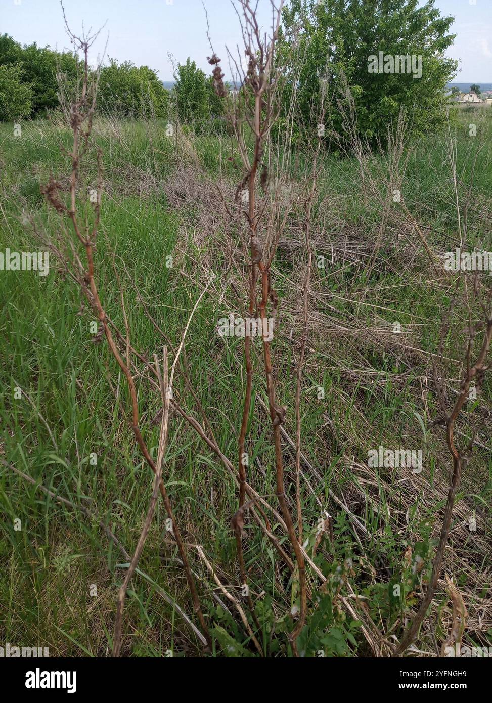 Russian Dock (Rumex confertus Stock Photo - Alamy