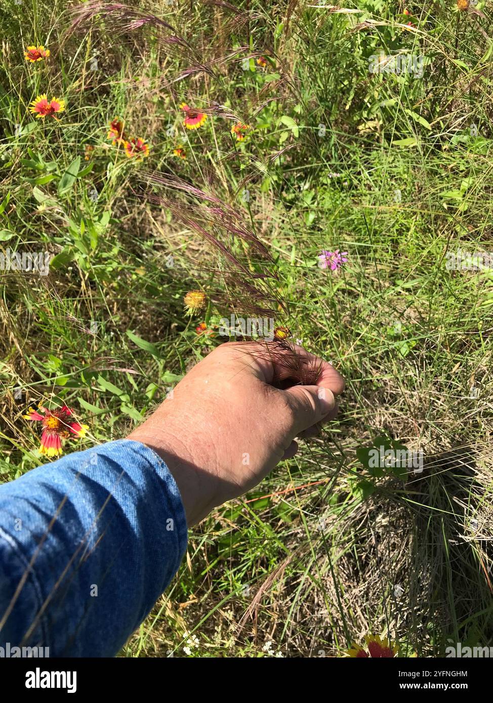 Purple Threeawn (Aristida purpurea Stock Photo - Alamy