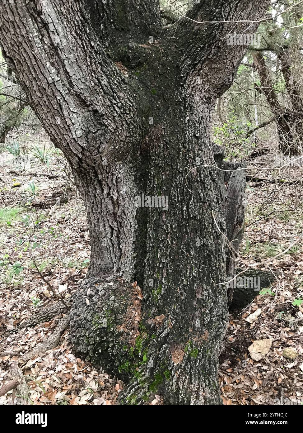 Texas live oak (Quercus fusiformis Stock Photo - Alamy