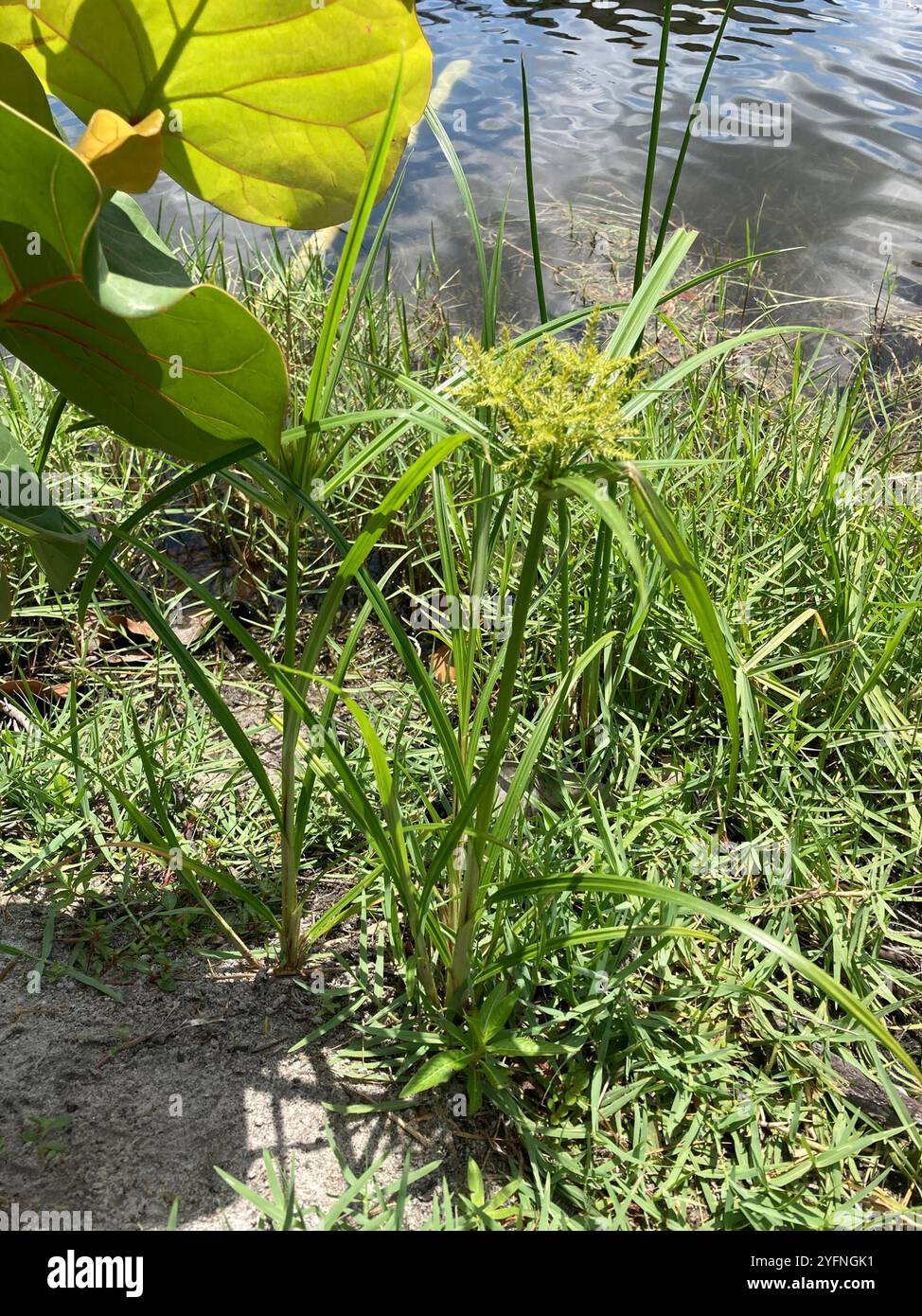 Fragrant flatsedge (Cyperus odoratus Stock Photo - Alamy