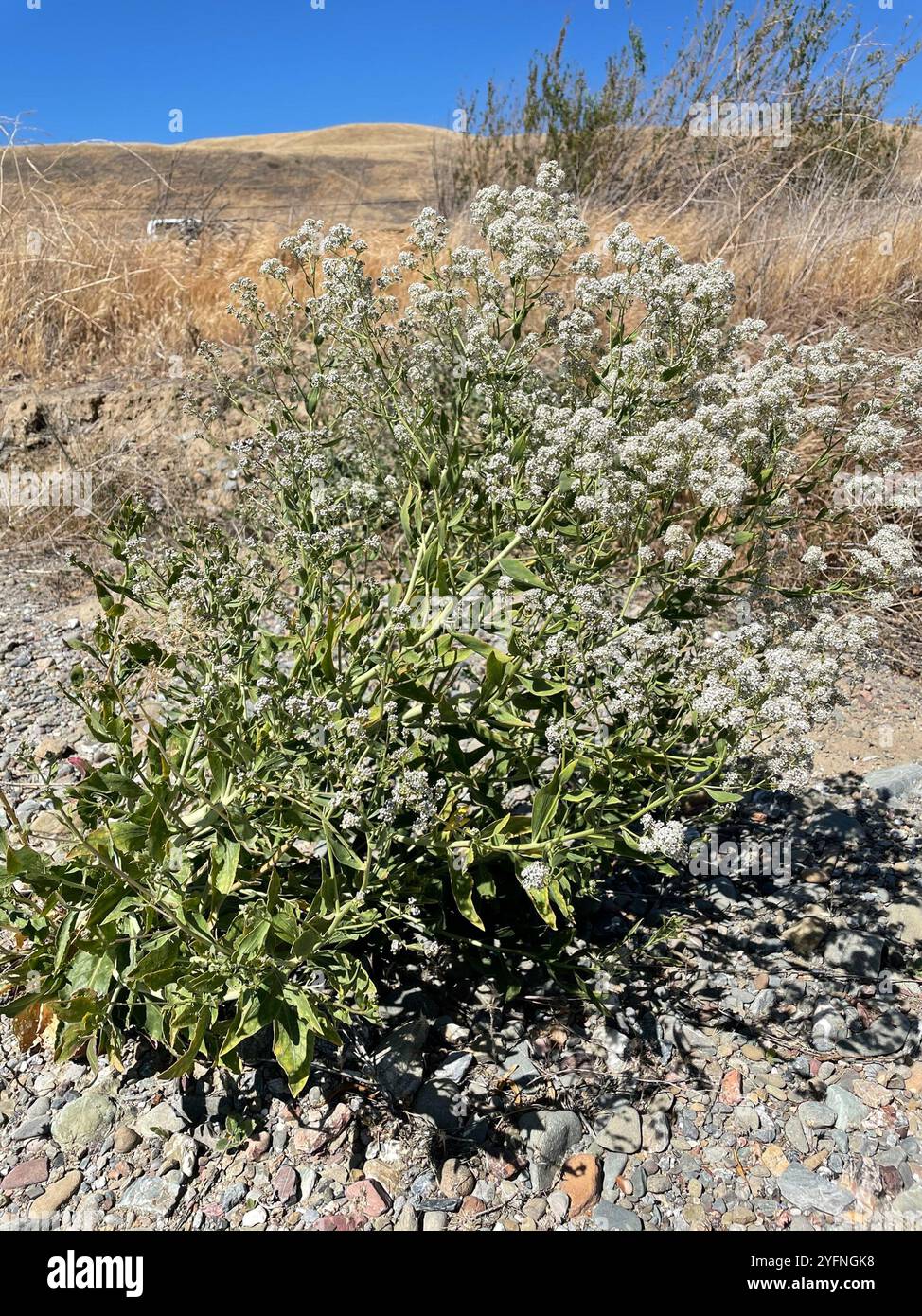 broadleaved pepperweed (Lepidium latifolium Stock Photo - Alamy