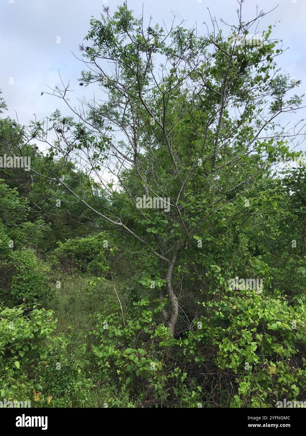 Prairie flameleaf sumac (Rhus lanceolata Stock Photo - Alamy