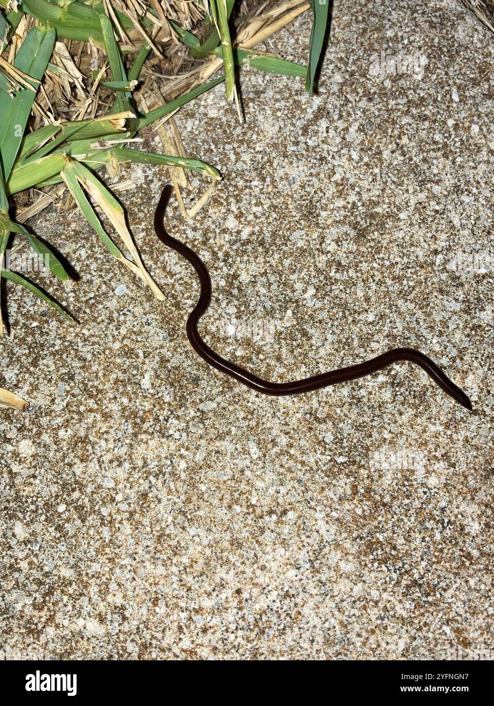 Brahminy Blindsnake (Indotyphlops braminus Stock Photo - Alamy