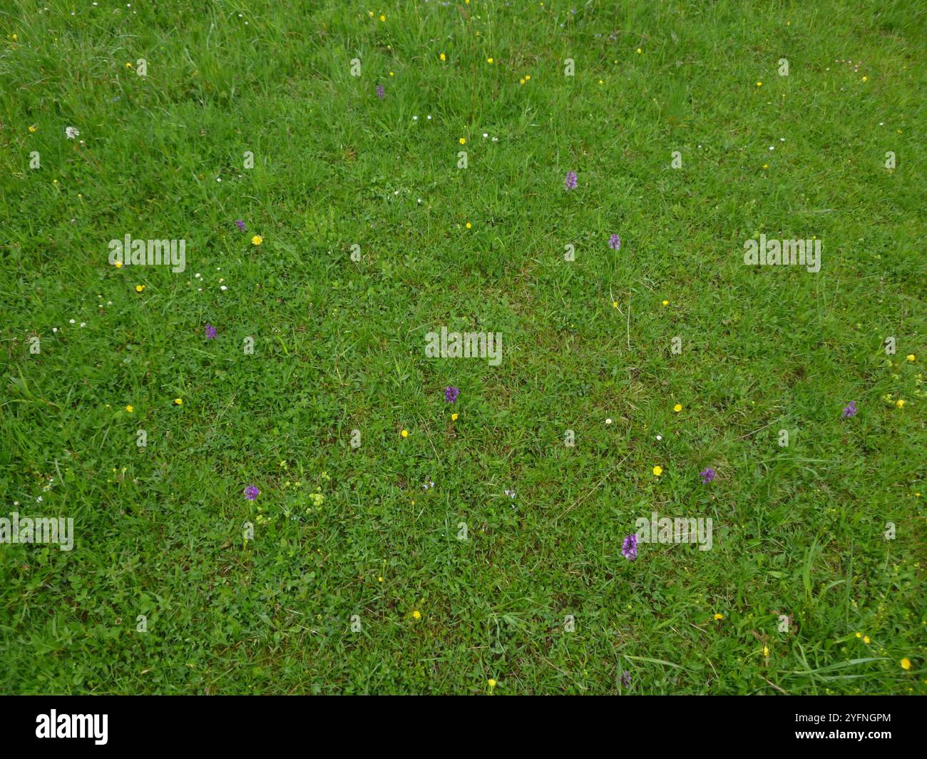 (Anacamptis morio morio Stock Photo - Alamy