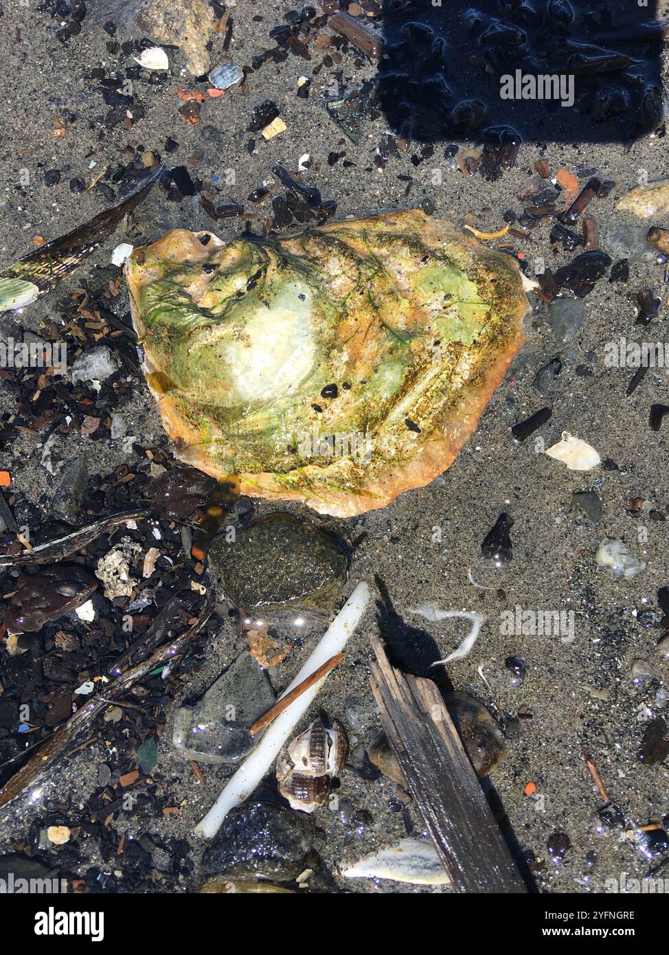 Eastern Oyster (Crassostrea virginica Stock Photo - Alamy