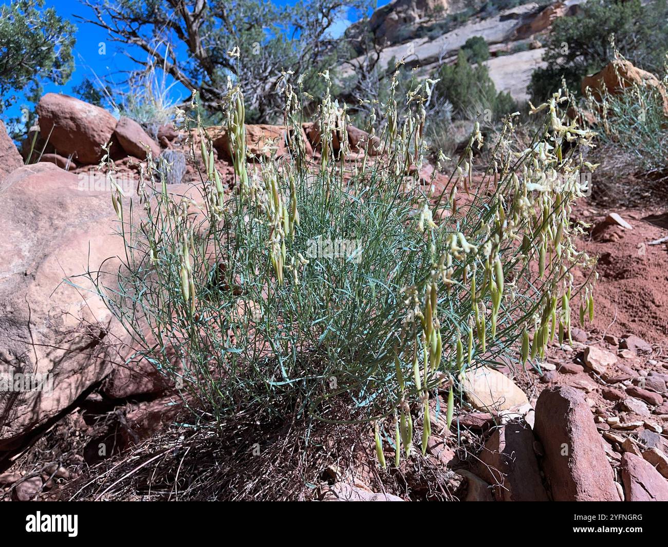 Rushy Milkvetch (Astragalus lonchocarpus Stock Photo - Alamy