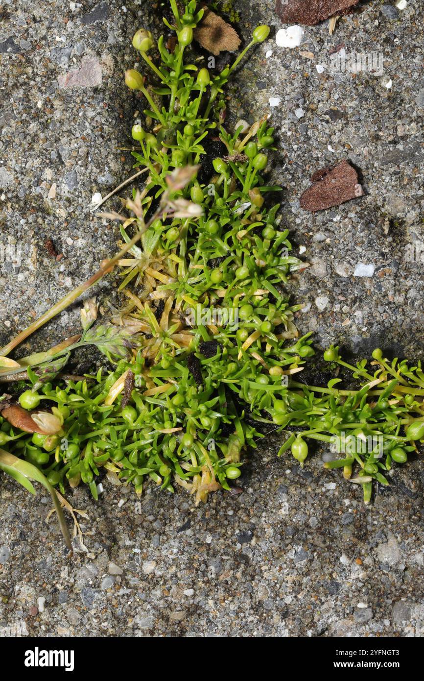 Procumbent Pearlwort (Sagina procumbens Stock Photo - Alamy