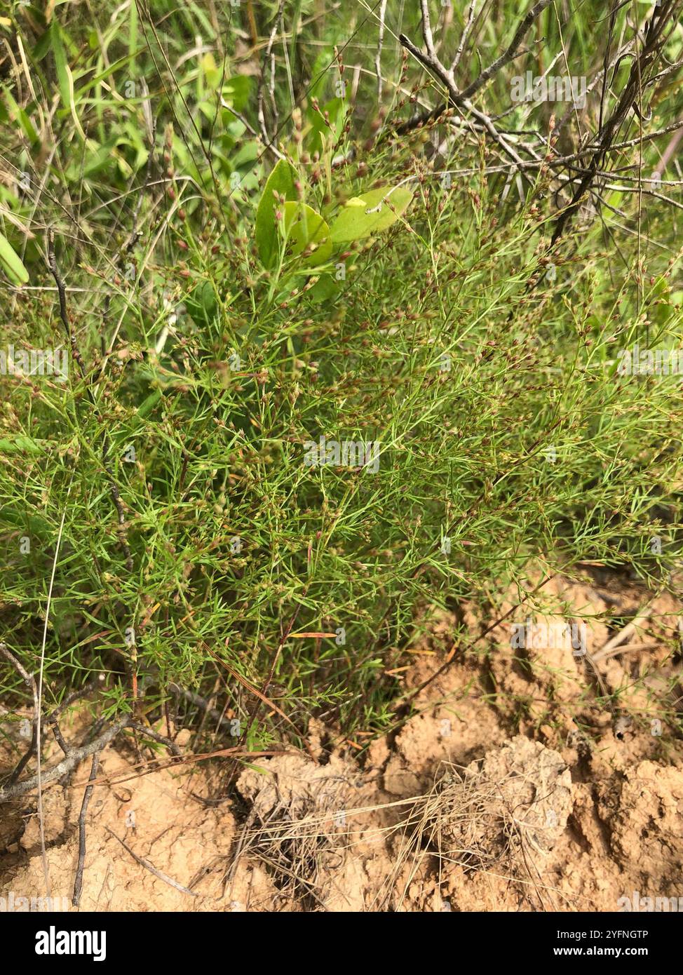 slender pinweed (Lechea tenuifolia Stock Photo - Alamy