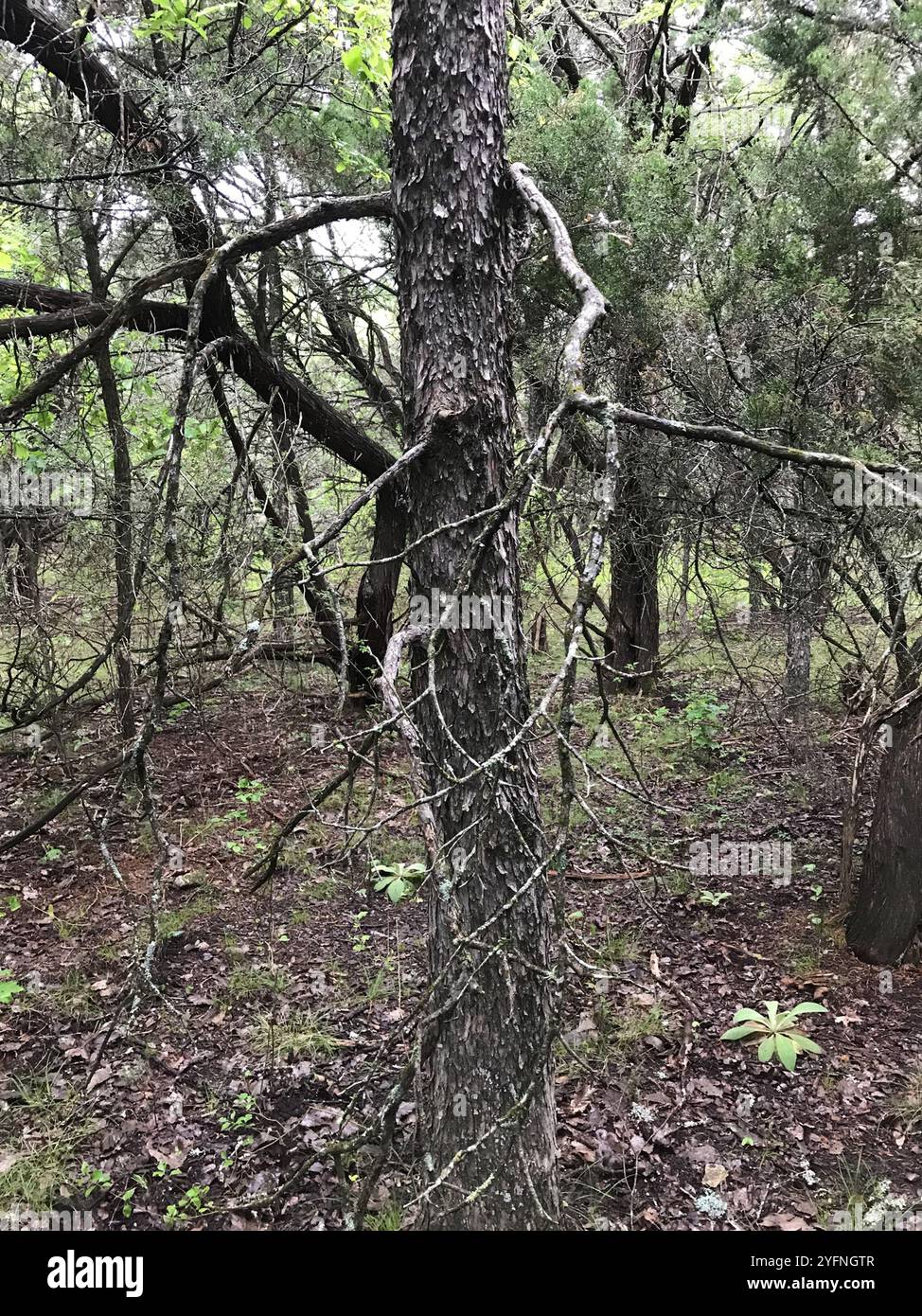 Cedar Elm (Ulmus crassifolia Stock Photo - Alamy