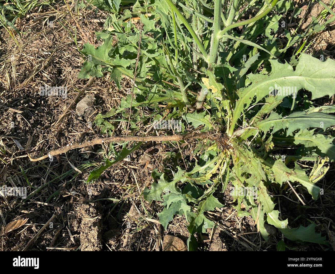 Rush Skeletonweed (Chondrilla juncea Stock Photo - Alamy
