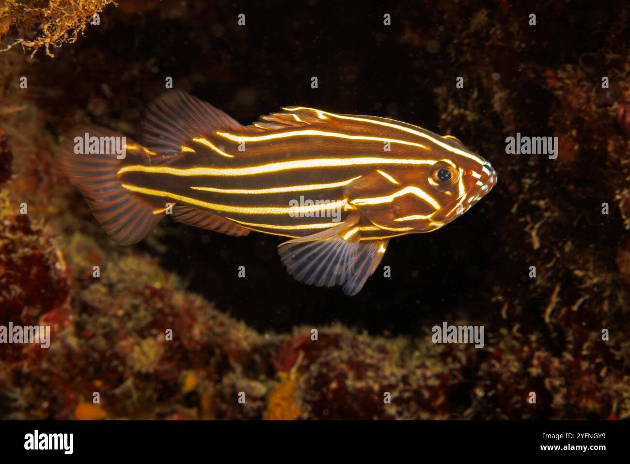 Sixstripe soapfish hi-res stock photography and images - Alamy