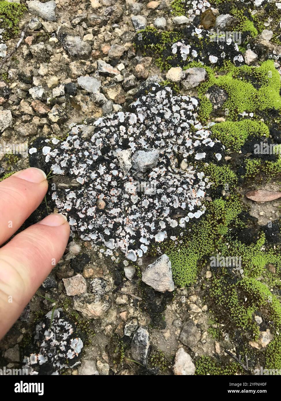 brick scale (Psora crenata Stock Photo - Alamy