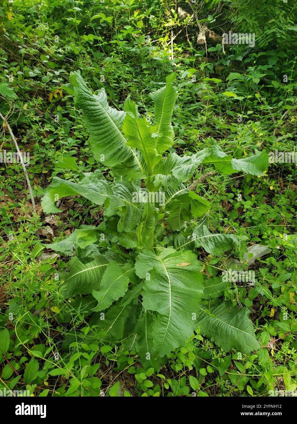 cutleaf teasel (Dipsacus laciniatus Stock Photo - Alamy