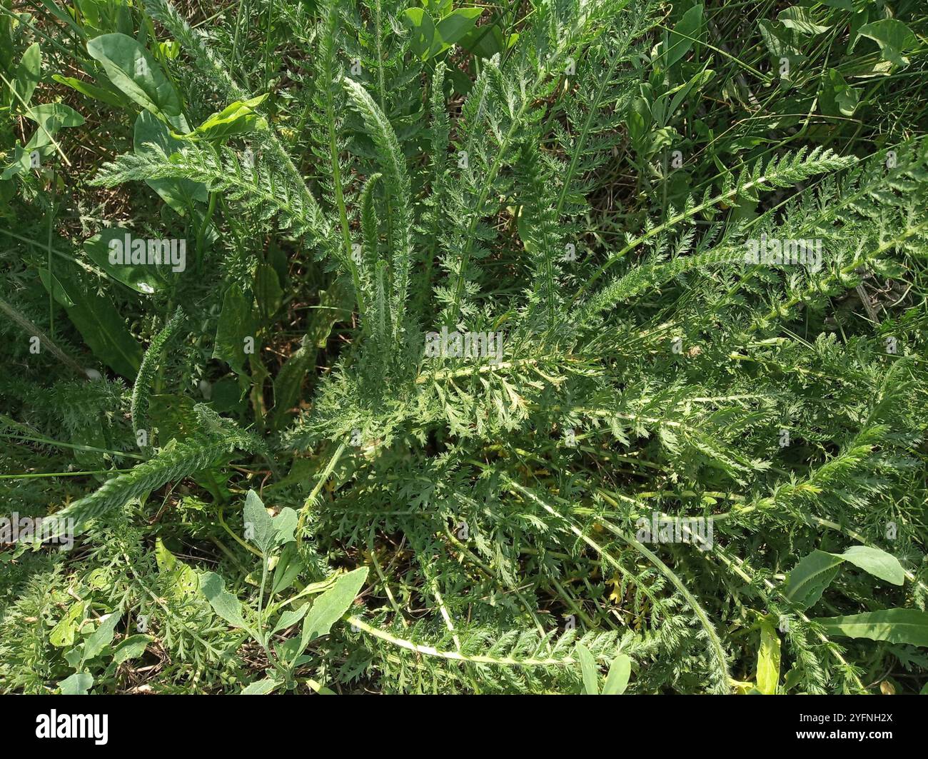 common yarrow complex (Achillea millefolium Stock Photo - Alamy