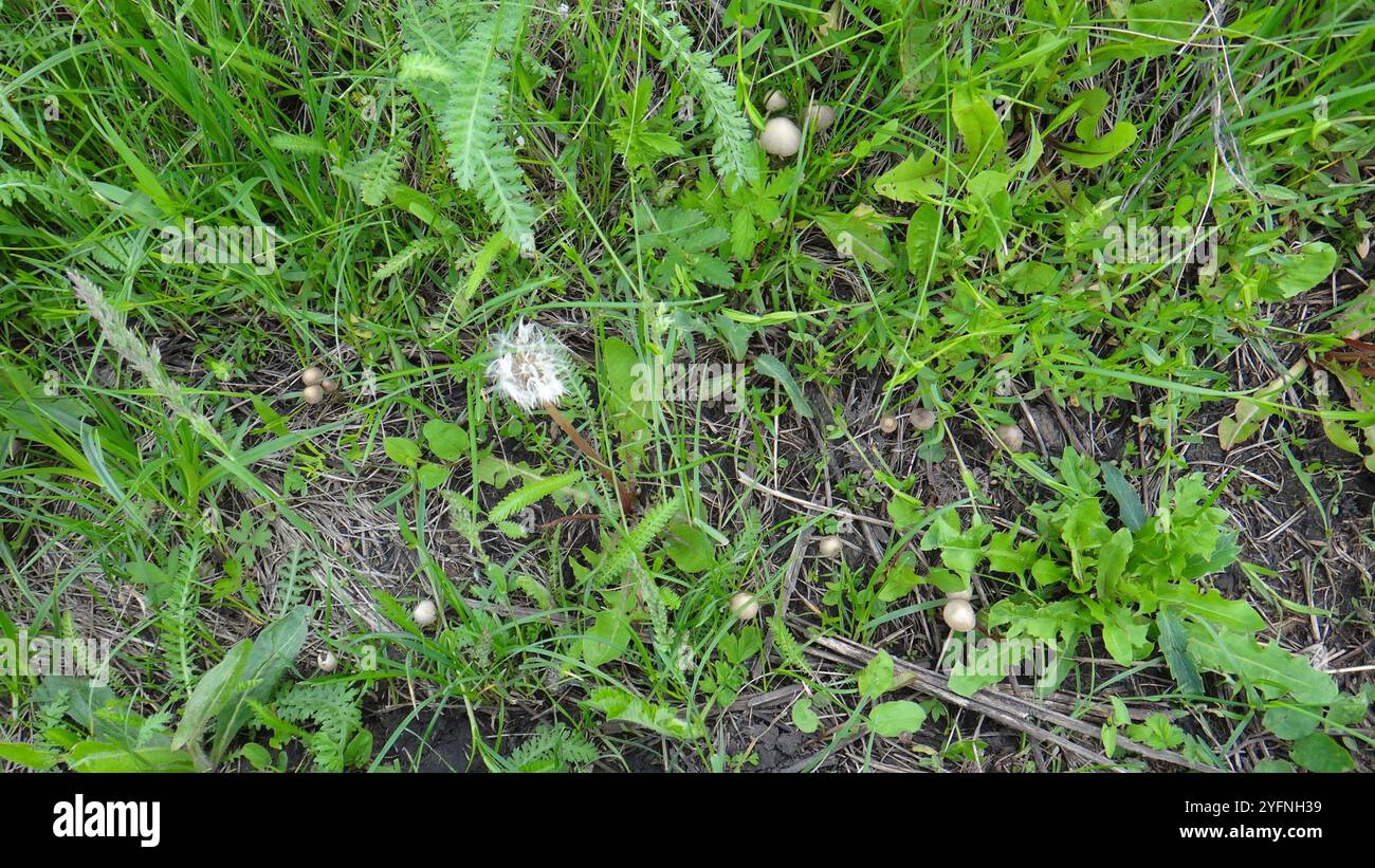 Mower's Mushroom (Panaeolus foenisecii Stock Photo - Alamy