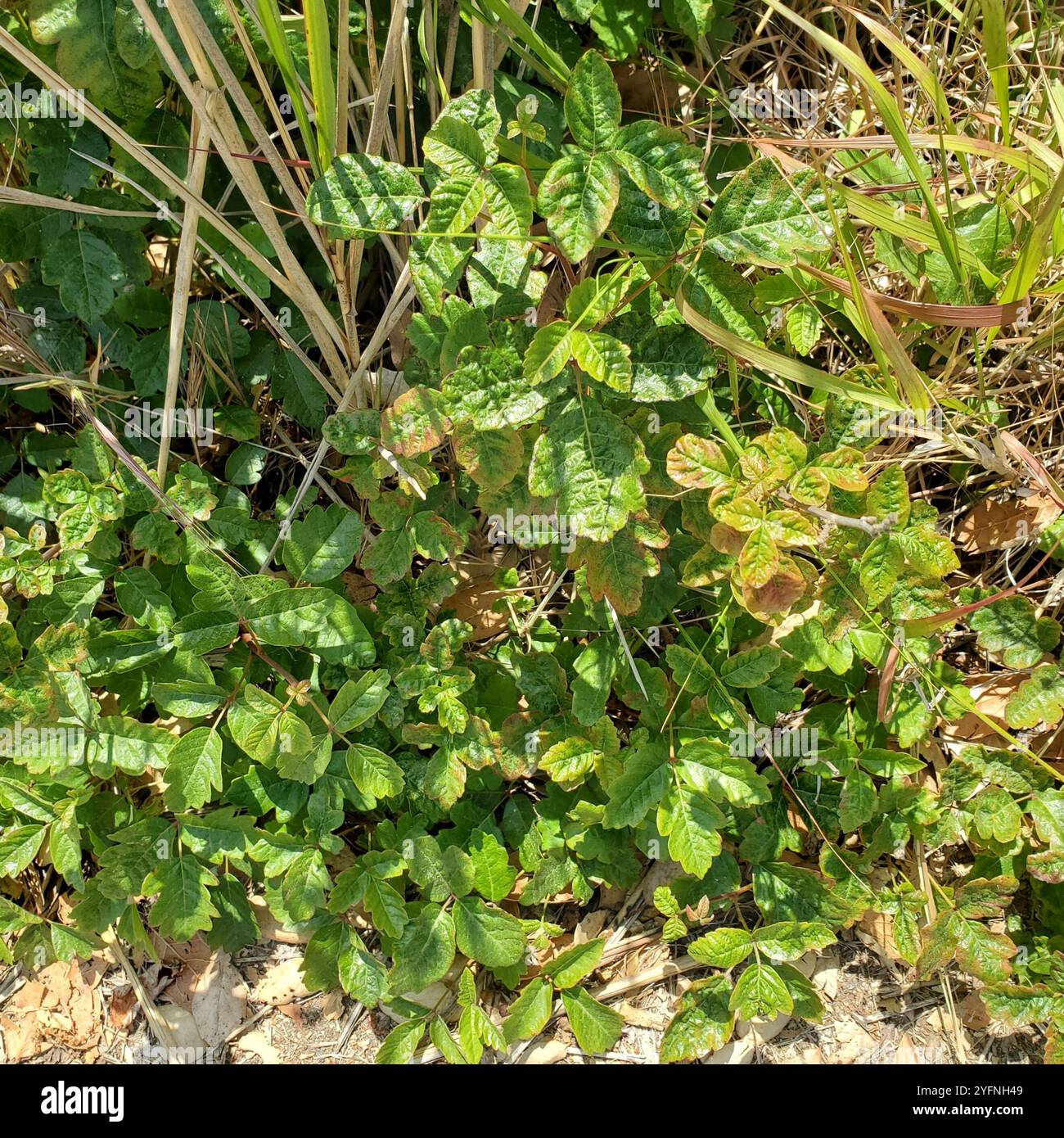 Pacific poison oak (Toxicodendron diversilobum Stock Photo - Alamy