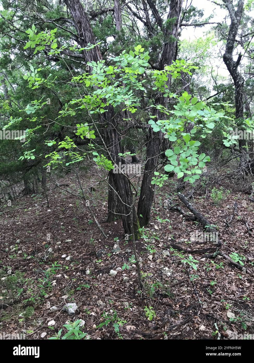 Texas ash (Fraxinus albicans Stock Photo - Alamy