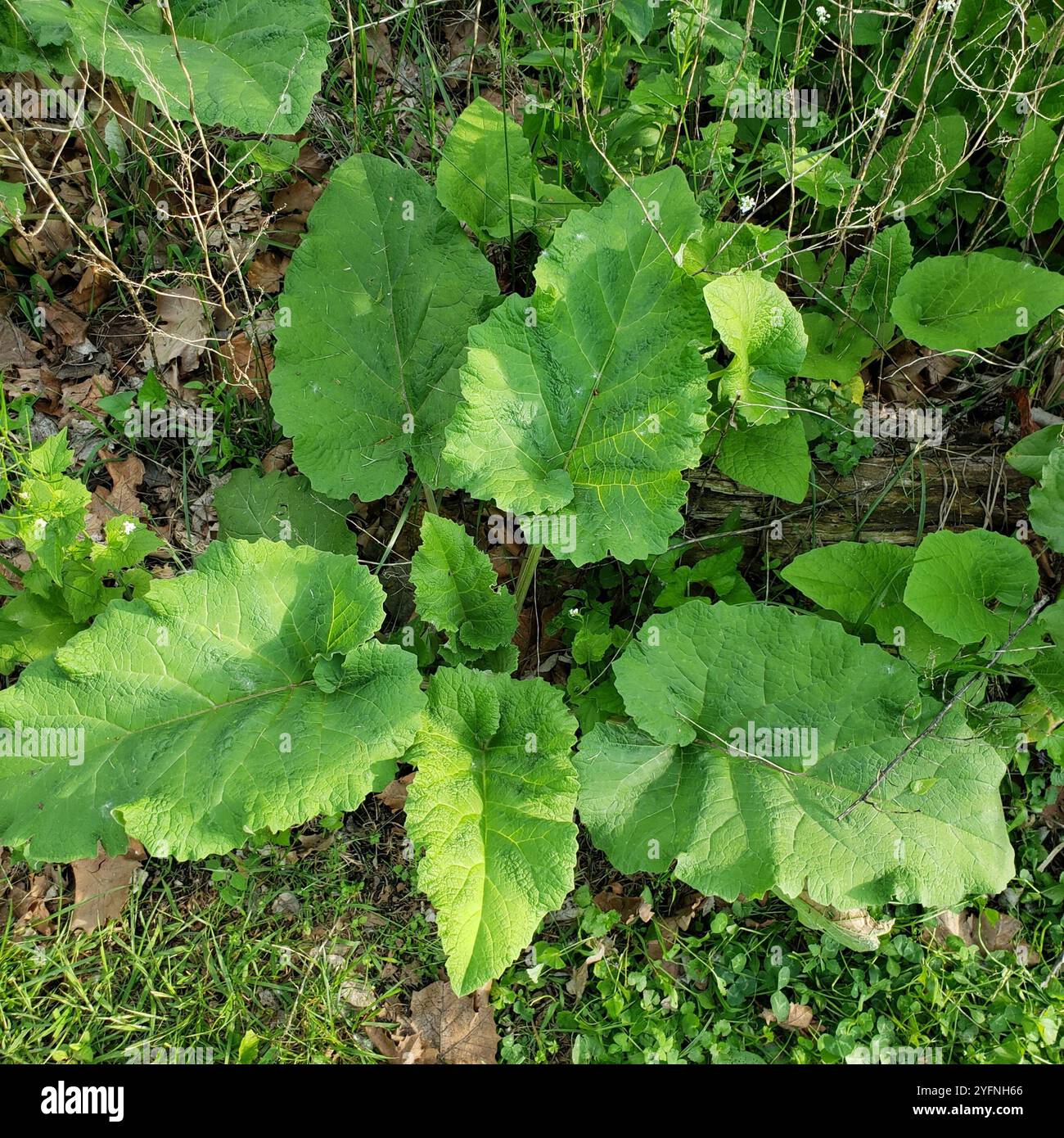 lesser burdock (Arctium minus Stock Photo - Alamy