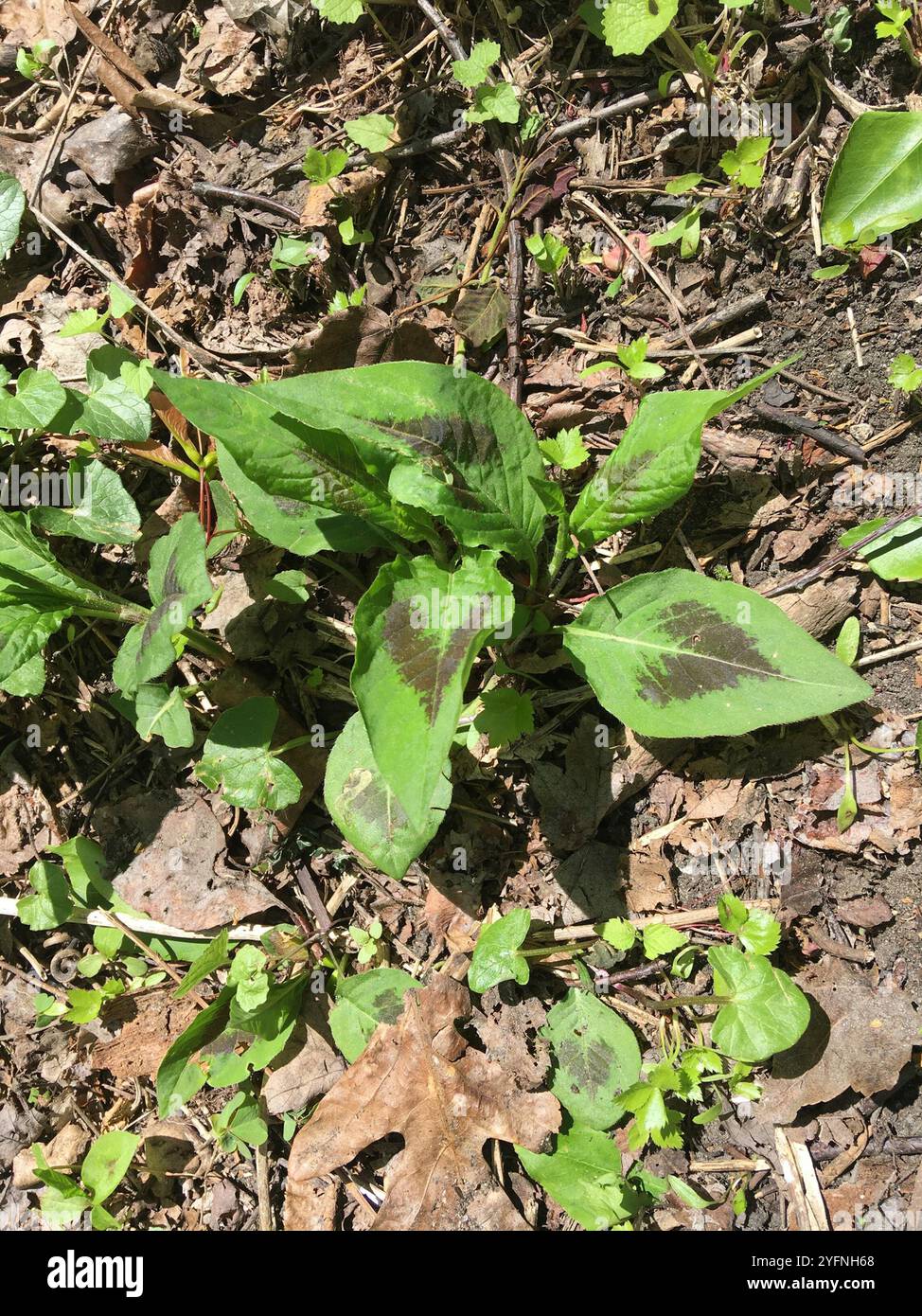 American jumpseed (Persicaria virginiana Stock Photo - Alamy