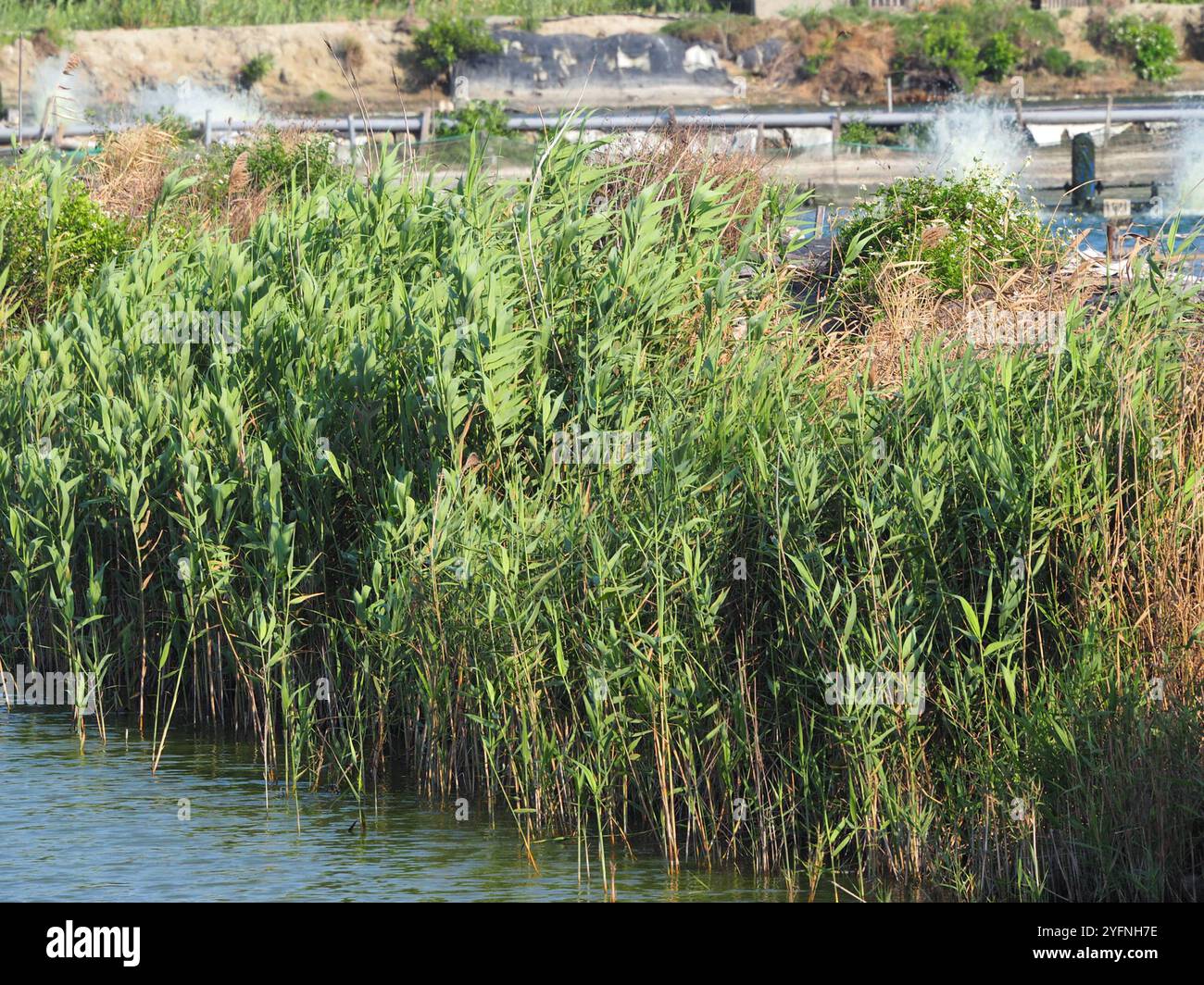 common reed (Phragmites australis Stock Photo - Alamy