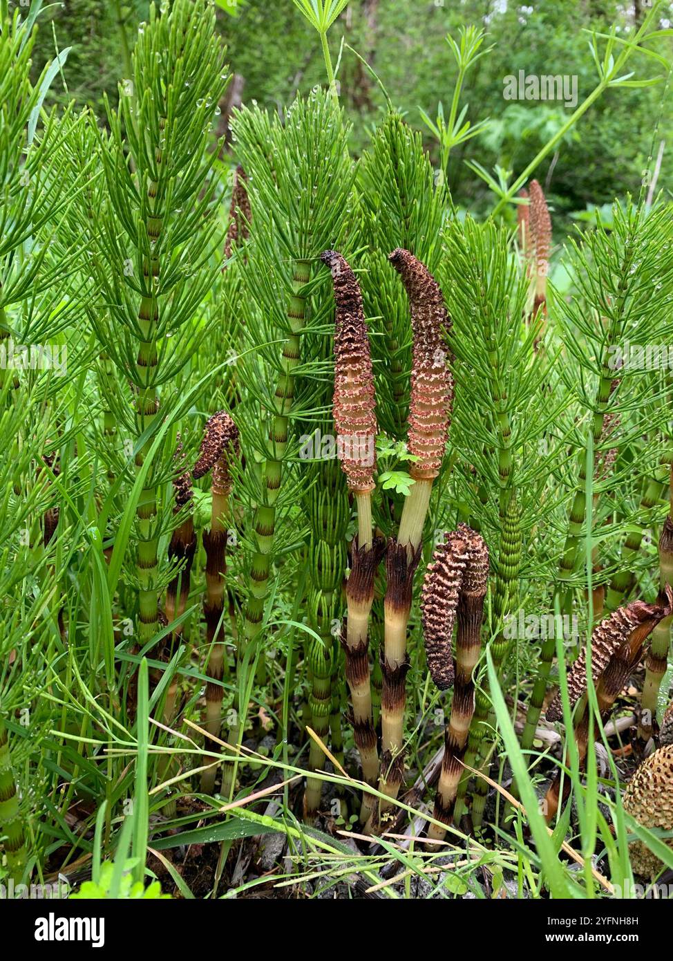 great horsetail (Equisetum telmateia Stock Photo - Alamy