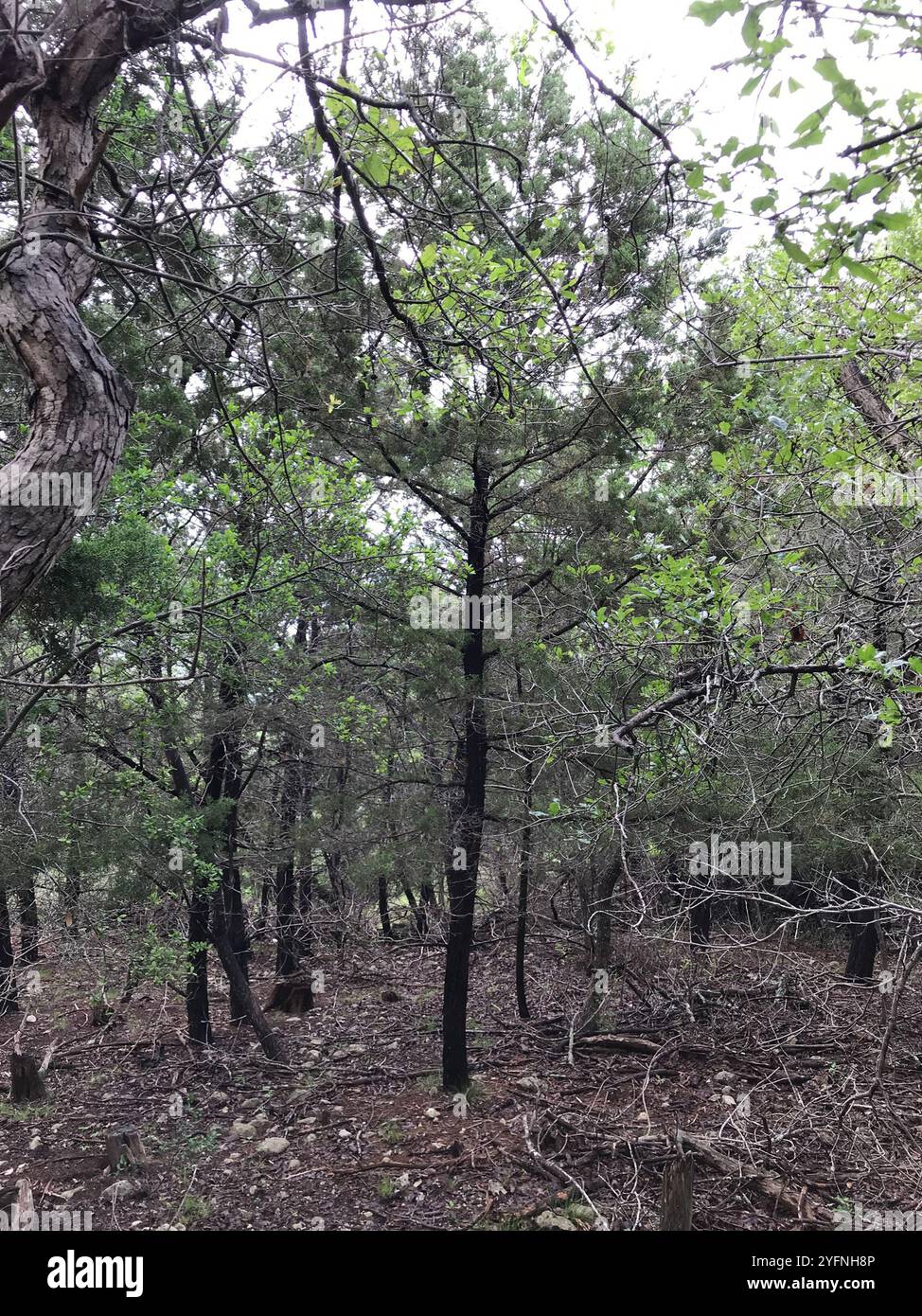 Ashe juniper (Juniperus ashei Stock Photo - Alamy