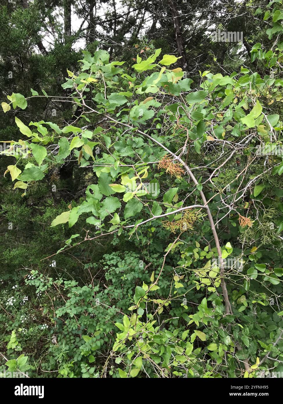 netleaf hackberry (Celtis reticulata Stock Photo - Alamy