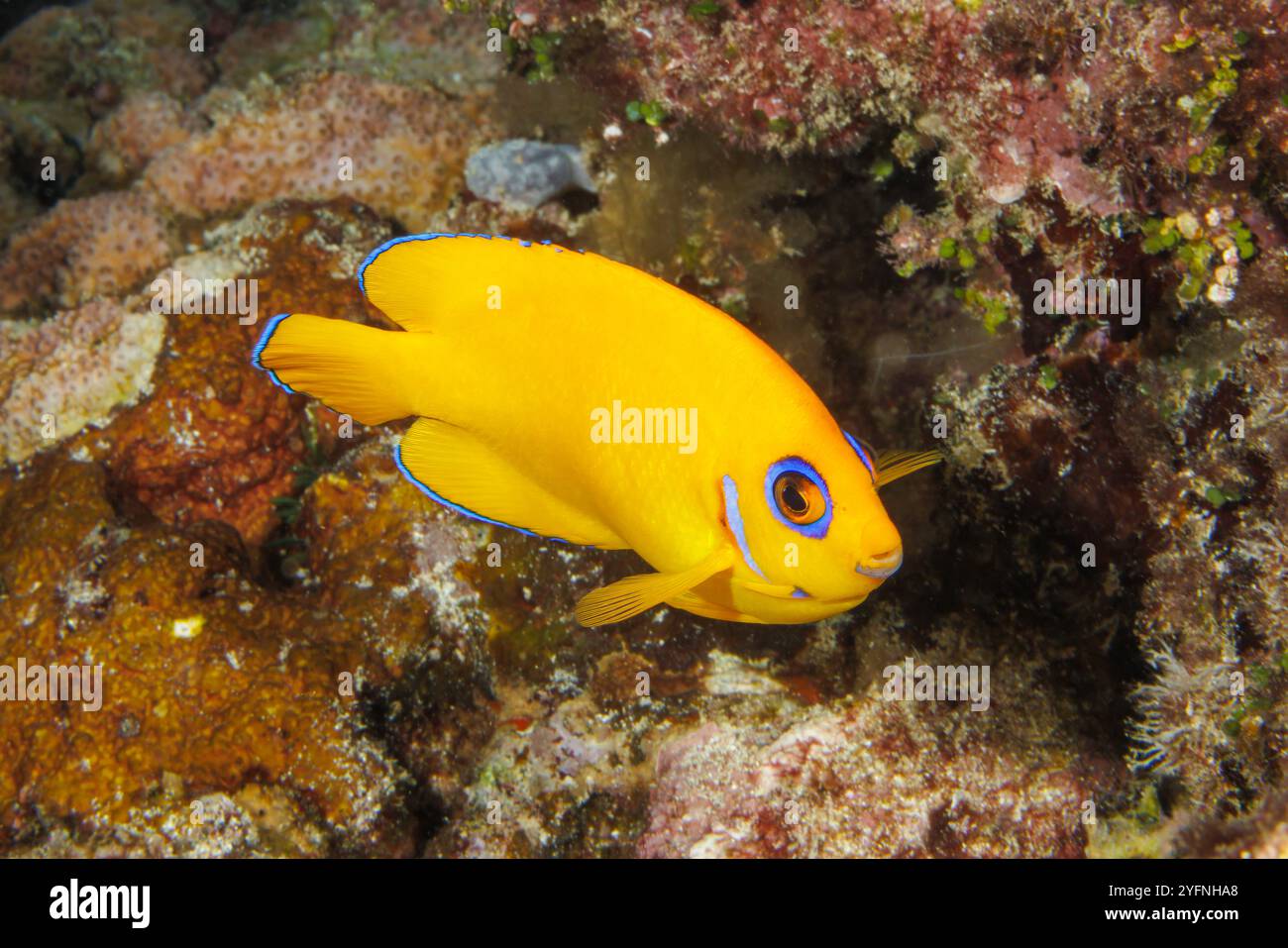 Dwarf pacific blue eye fish hi-res stock photography and images - Alamy