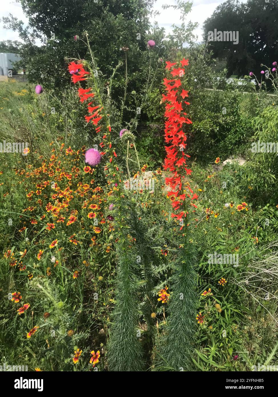 standing cypress (Ipomopsis rubra Stock Photo - Alamy