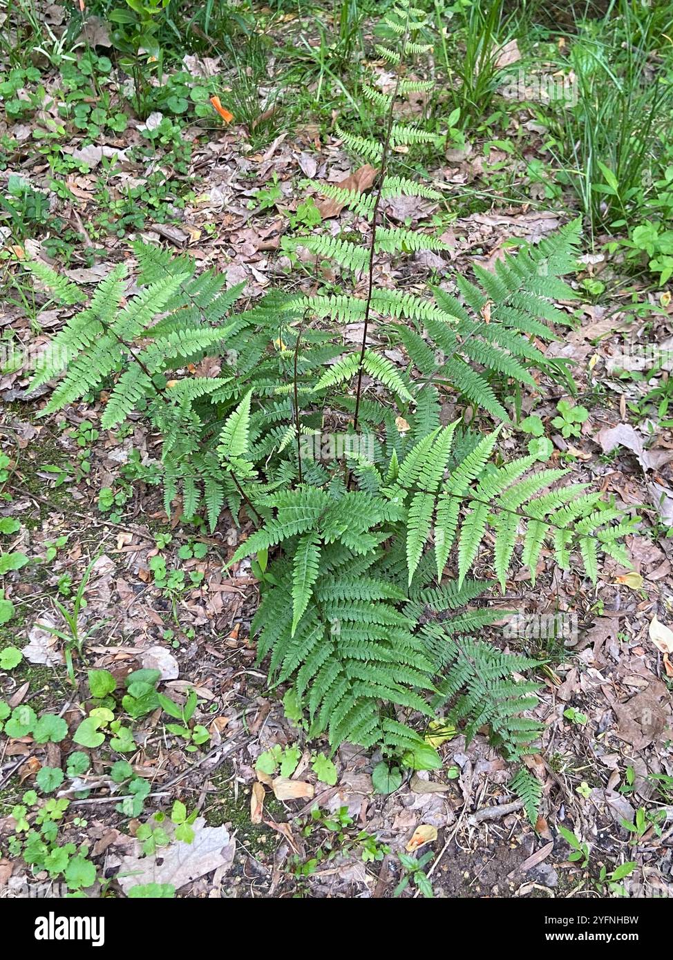 southern lady fern (Athyrium asplenioides Stock Photo - Alamy