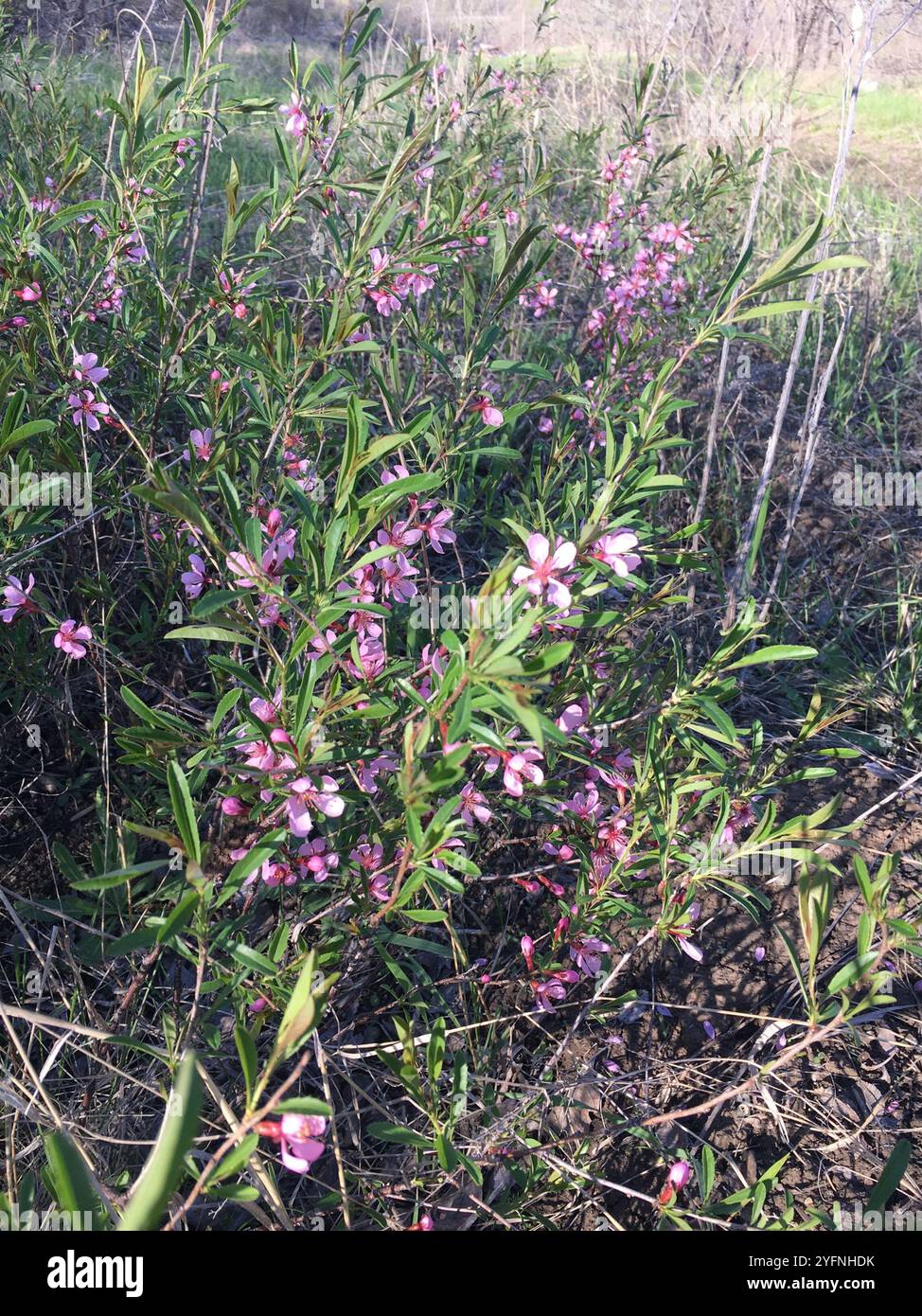 Dwarf Russian Almond (Prunus tenella Stock Photo - Alamy