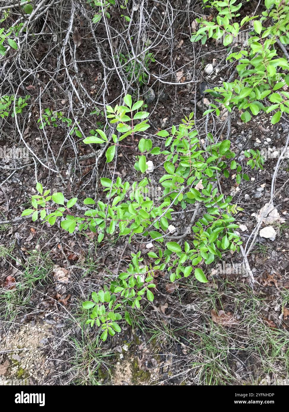 evergreen sumac (Rhus virens Stock Photo - Alamy