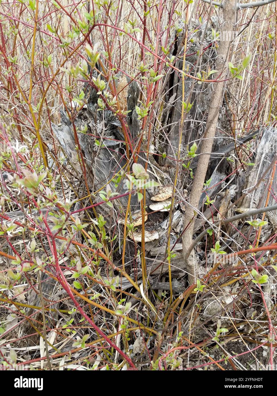 red osier dogwood (Cornus sericea Stock Photo - Alamy