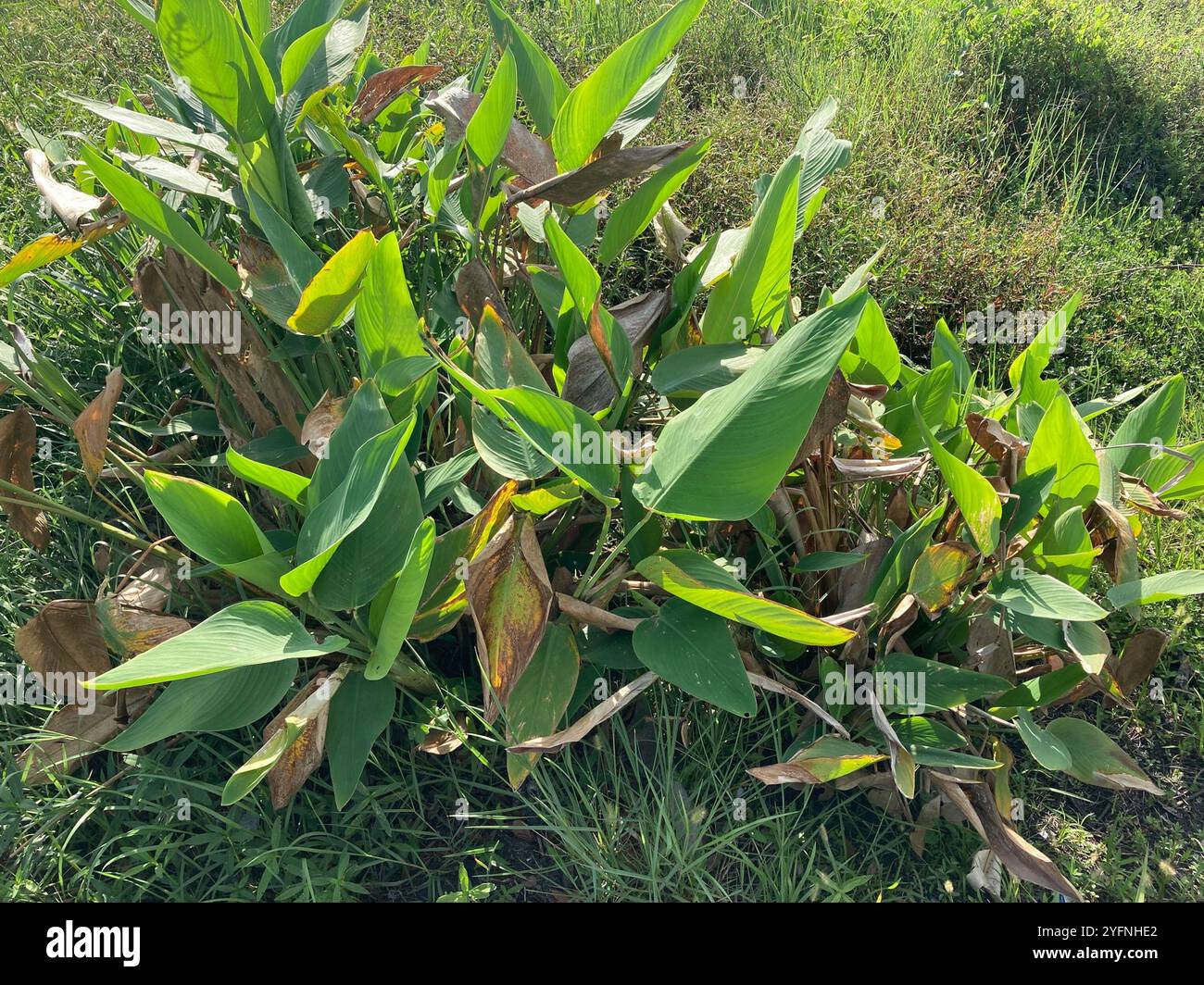 alligator flag (Thalia geniculata Stock Photo - Alamy