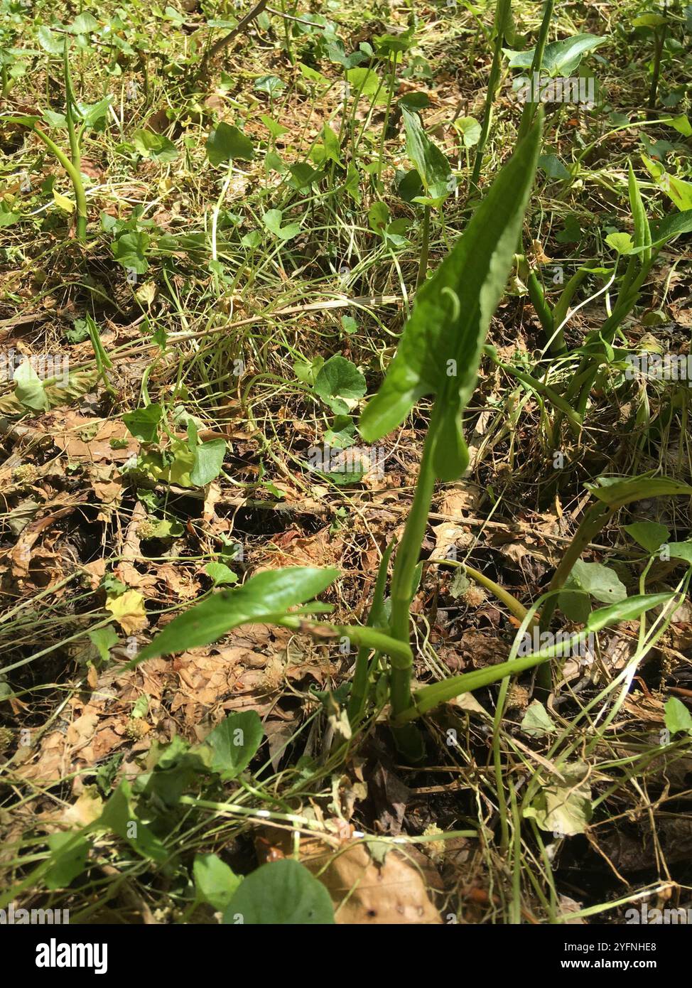 Green Arrow Arum (Peltandra virginica Stock Photo - Alamy