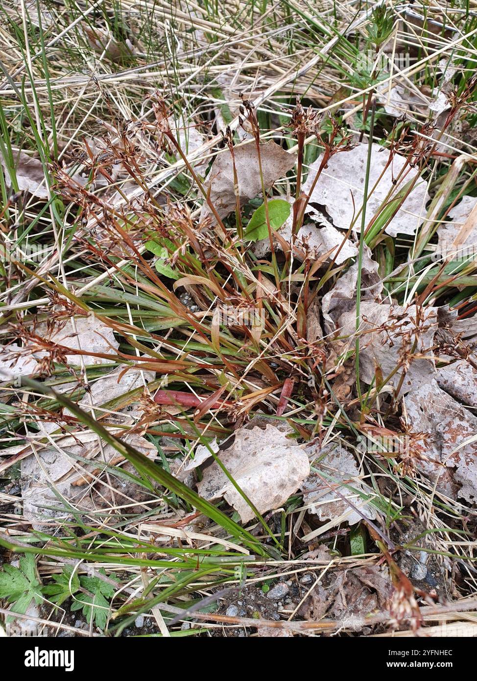 Hairy Woodrush (Luzula pilosa Stock Photo - Alamy
