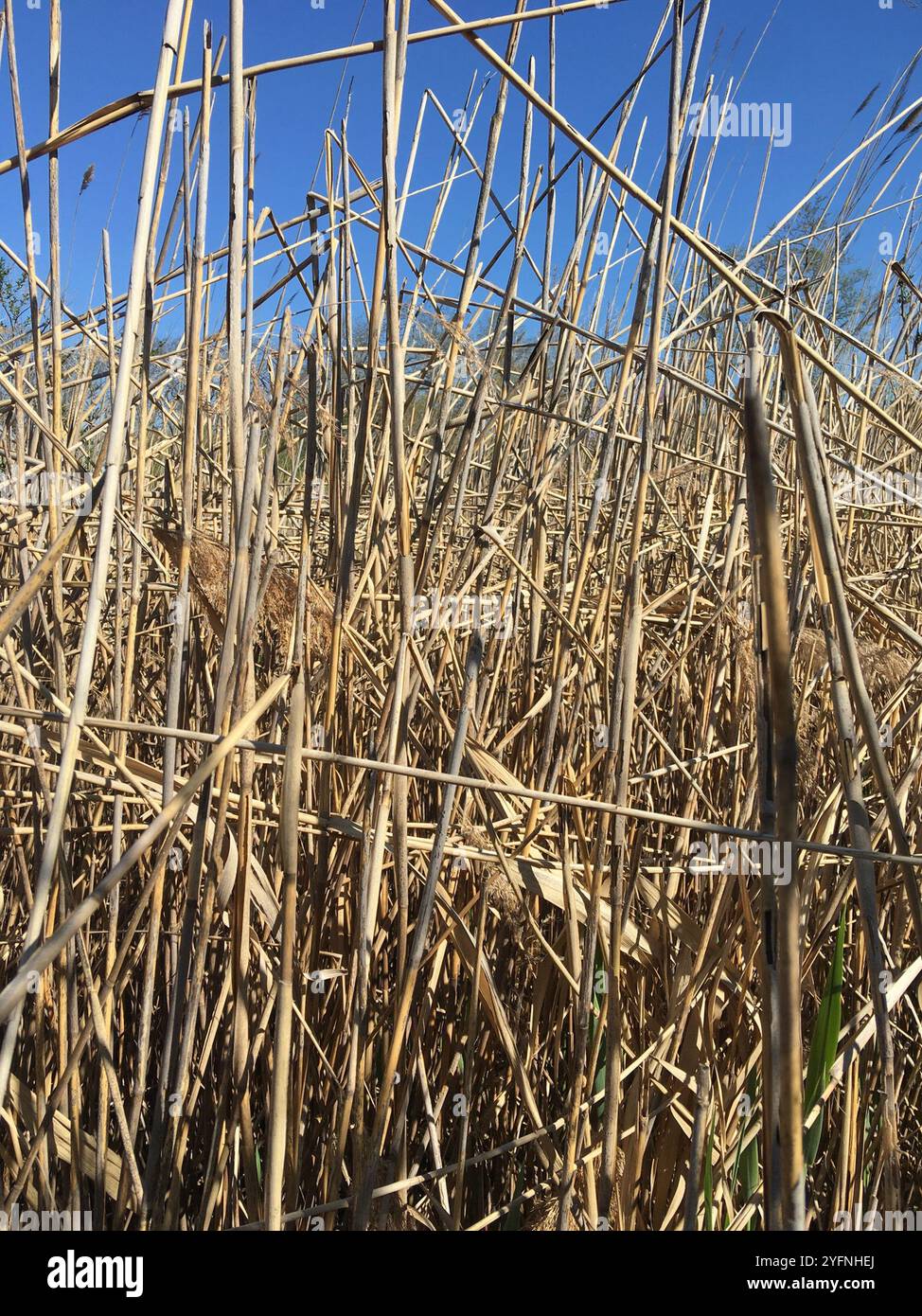 grasses, sedges, cattails, and allies (Poales Stock Photo - Alamy