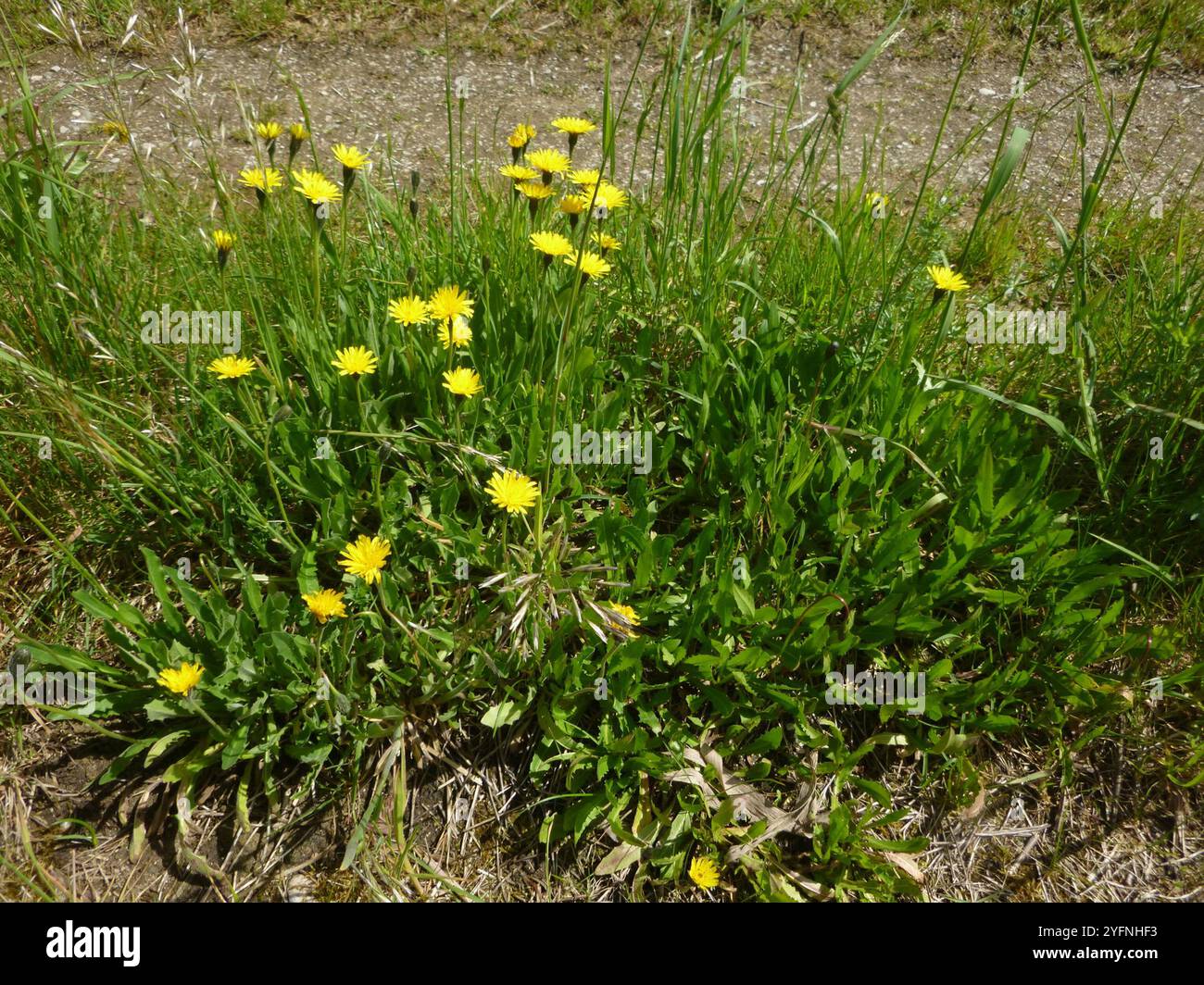 Common Hawkbit (Leontodon hispidus hispidus Stock Photo - Alamy