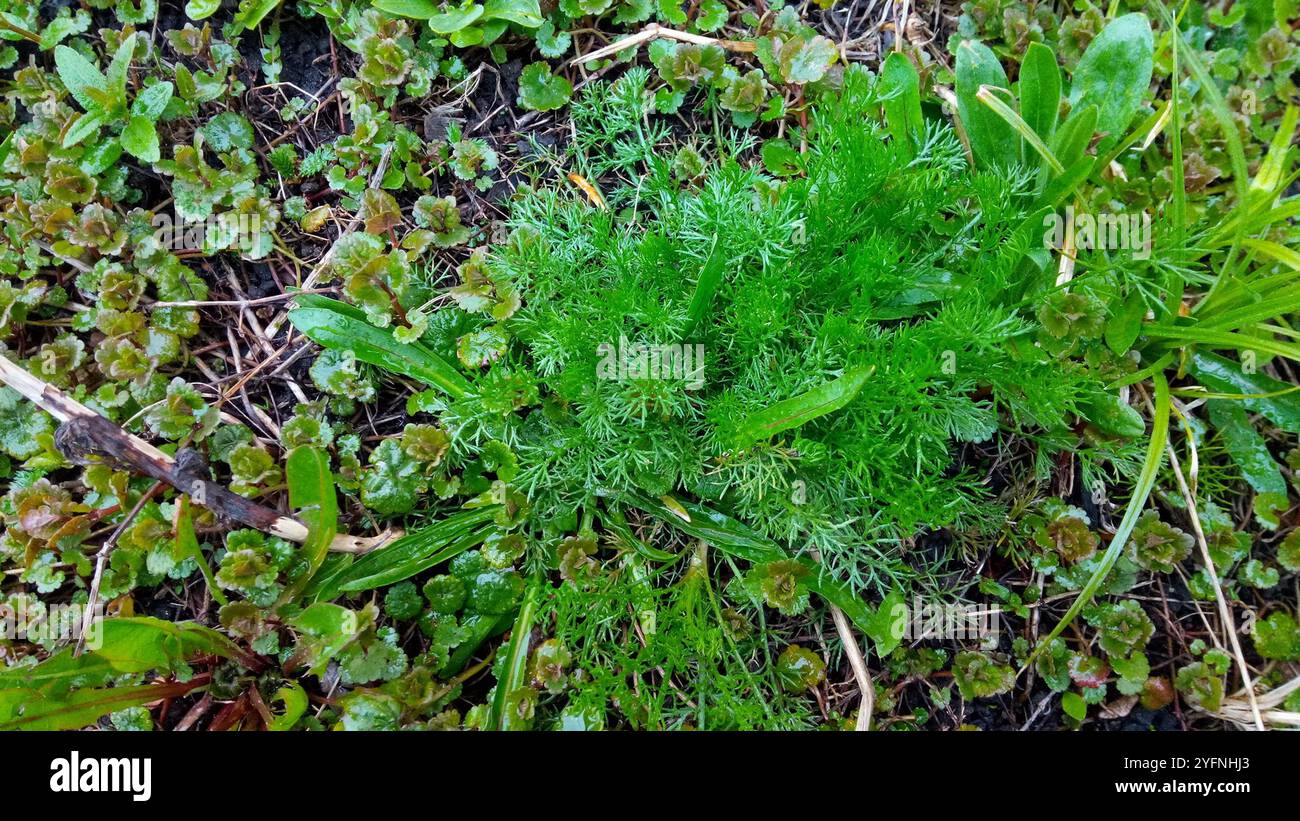 scentless mayweed (Tripleurospermum inodorum Stock Photo - Alamy