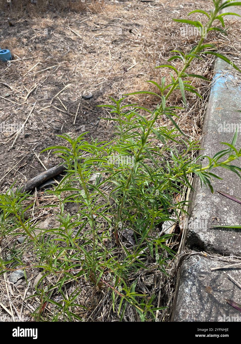 Stinkwort (Dittrichia graveolens Stock Photo - Alamy