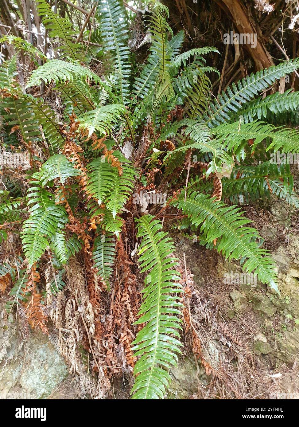 Lomaria discolor hi-res stock photography and images - Alamy