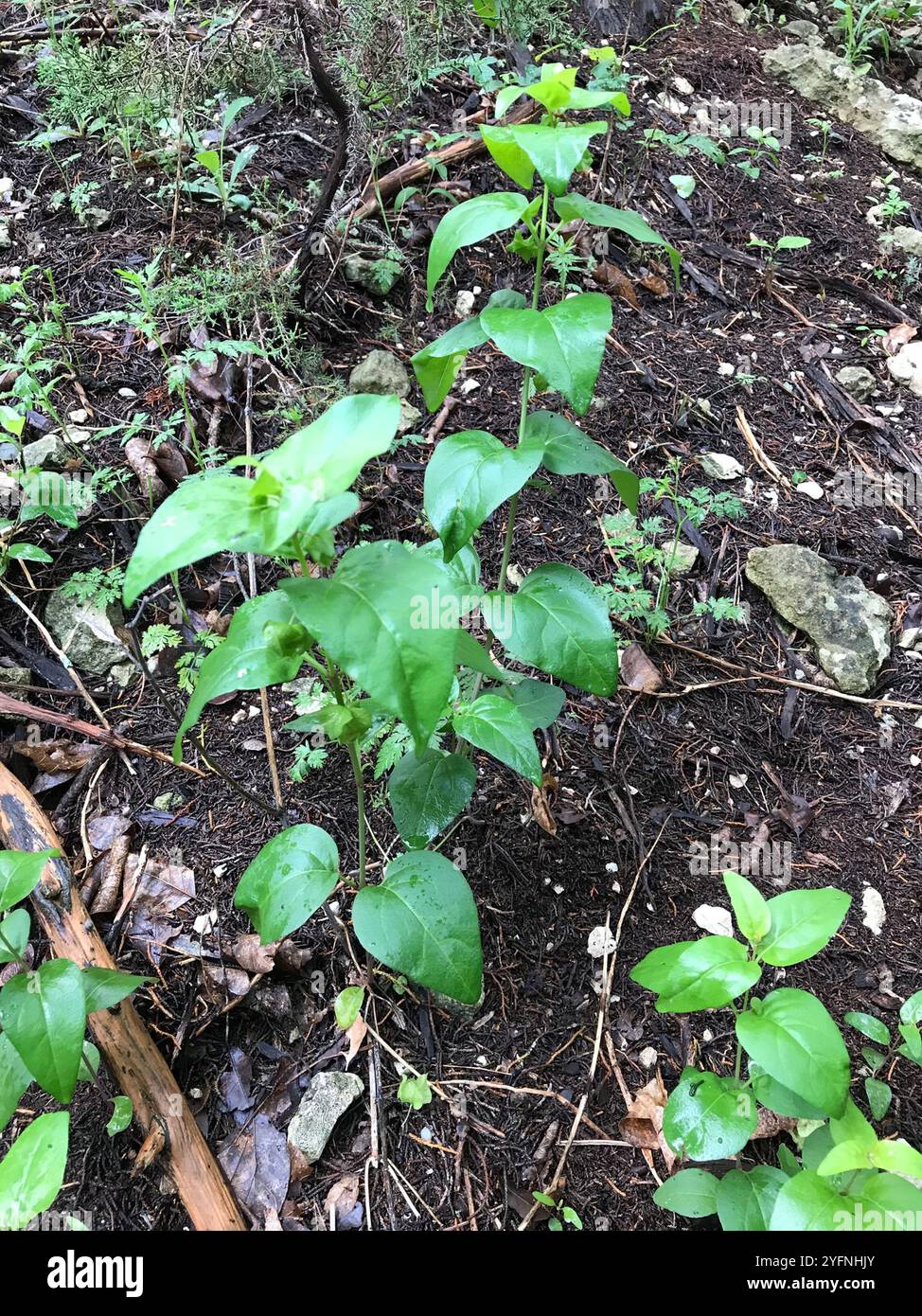 White Four o'Clock (Mirabilis albida Stock Photo - Alamy