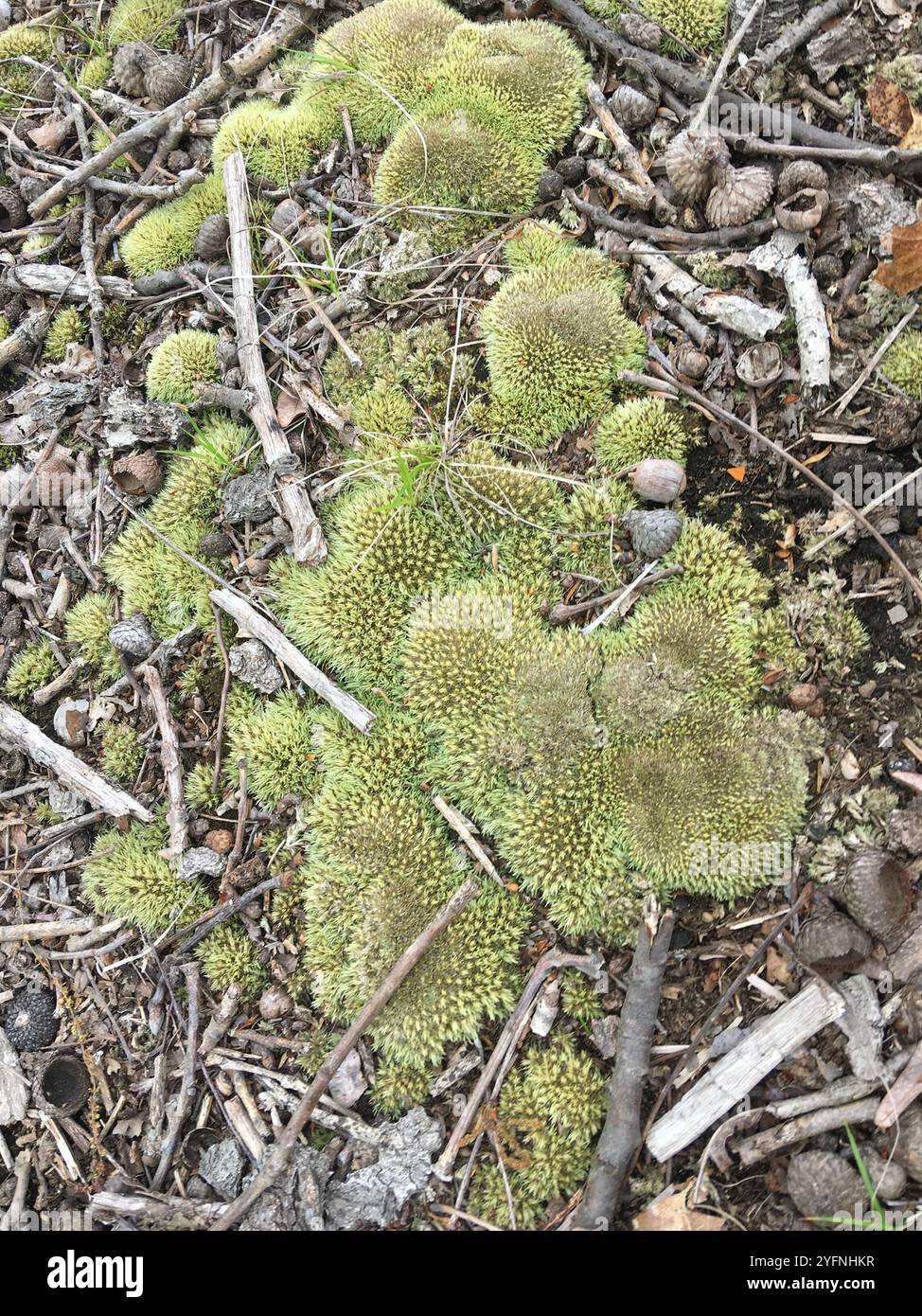 Leucobryum mosses (Leucobryum Stock Photo - Alamy