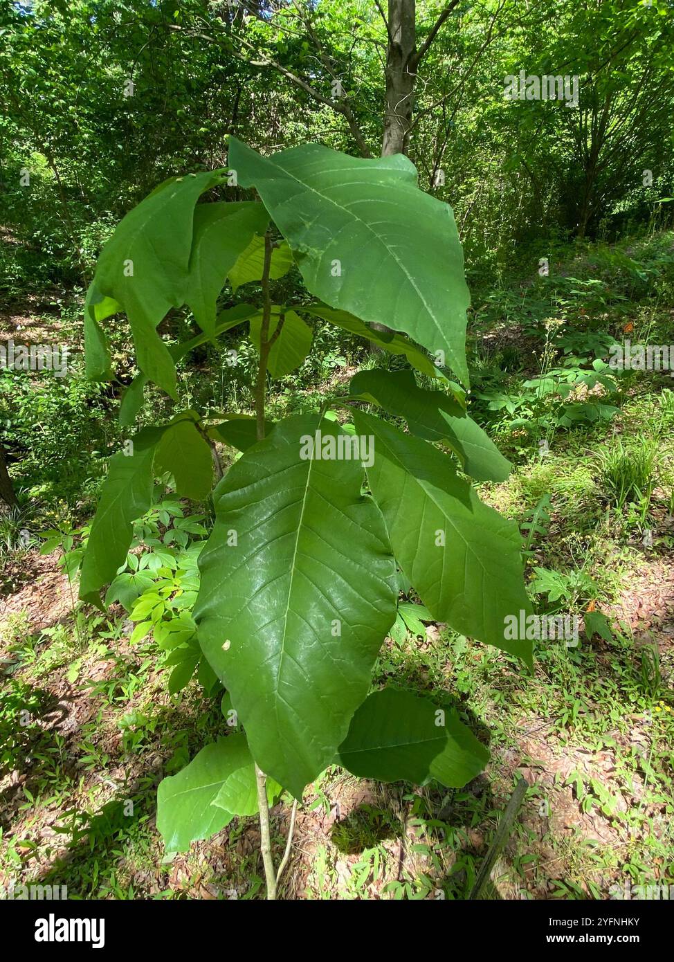 Cucumber-tree (Magnolia acuminata Stock Photo - Alamy