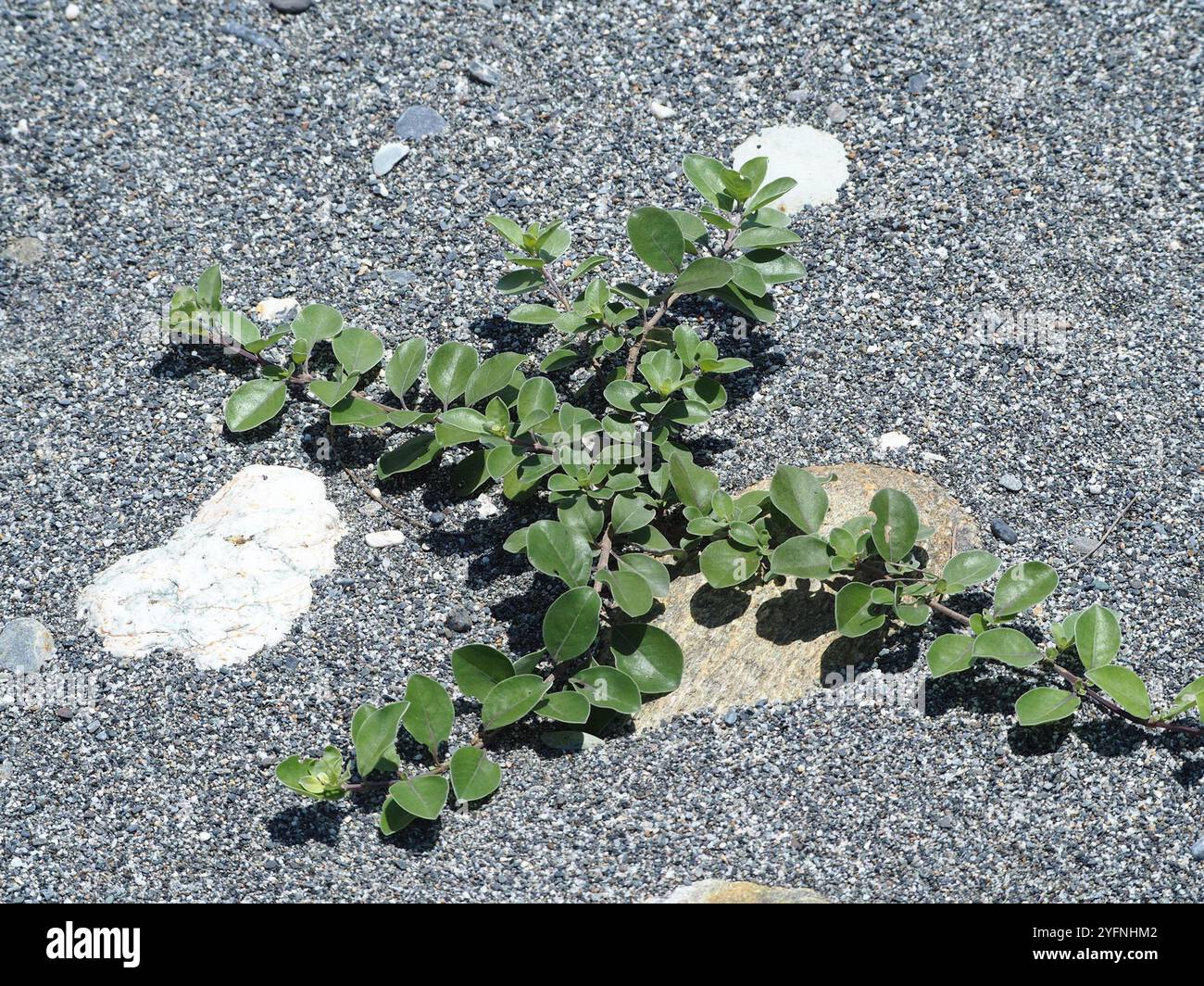 Beach Vitex (Vitex rotundifolia Stock Photo - Alamy